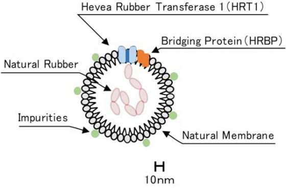 Sumitomo Rubber sheds light on mechanisms behind NR biosynthesis
